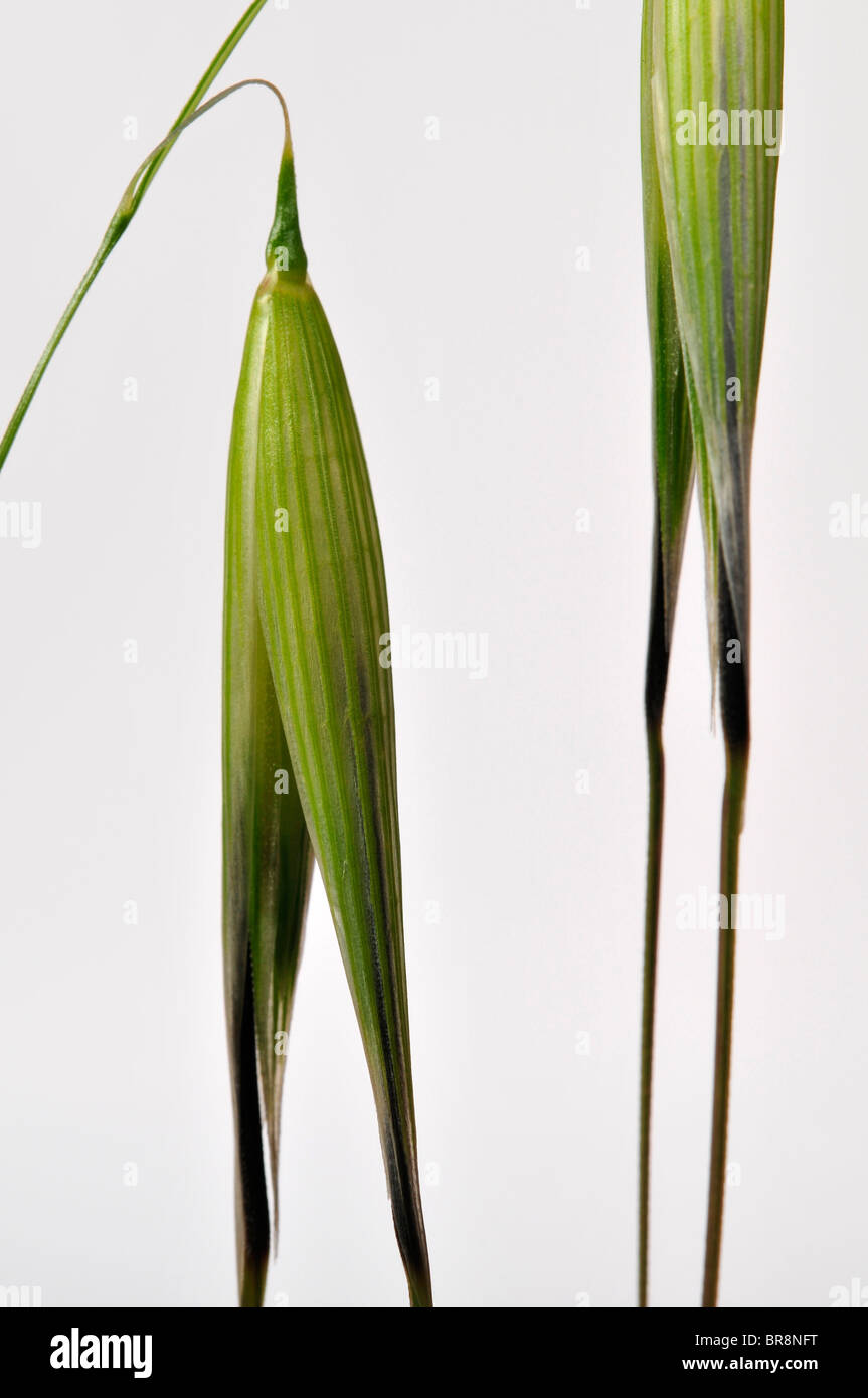 Semi di avena selvatica immagini e fotografie stock ad alta risoluzione ...