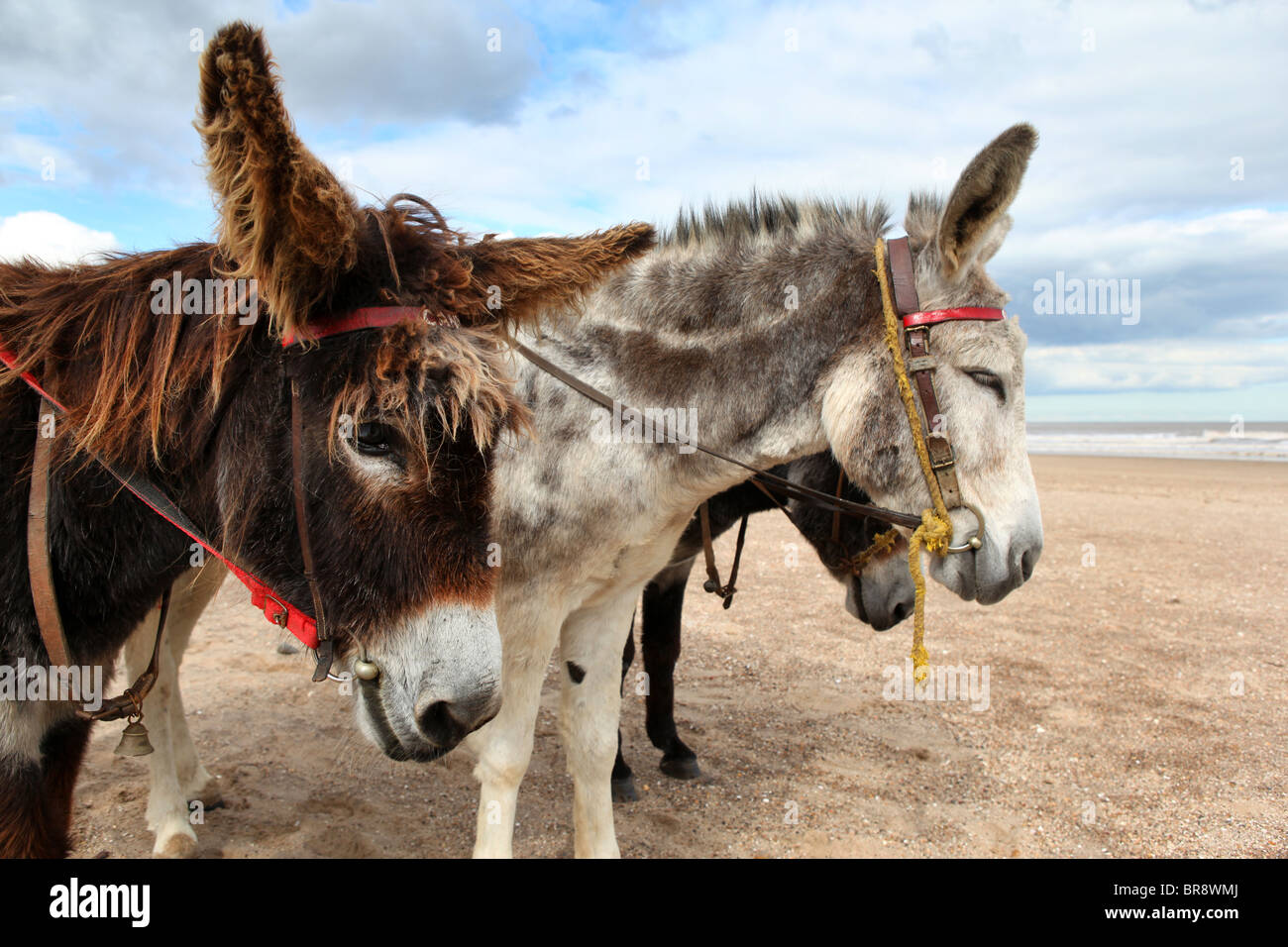 Orecchie di asini immagini e fotografie stock ad alta risoluzione - Alamy