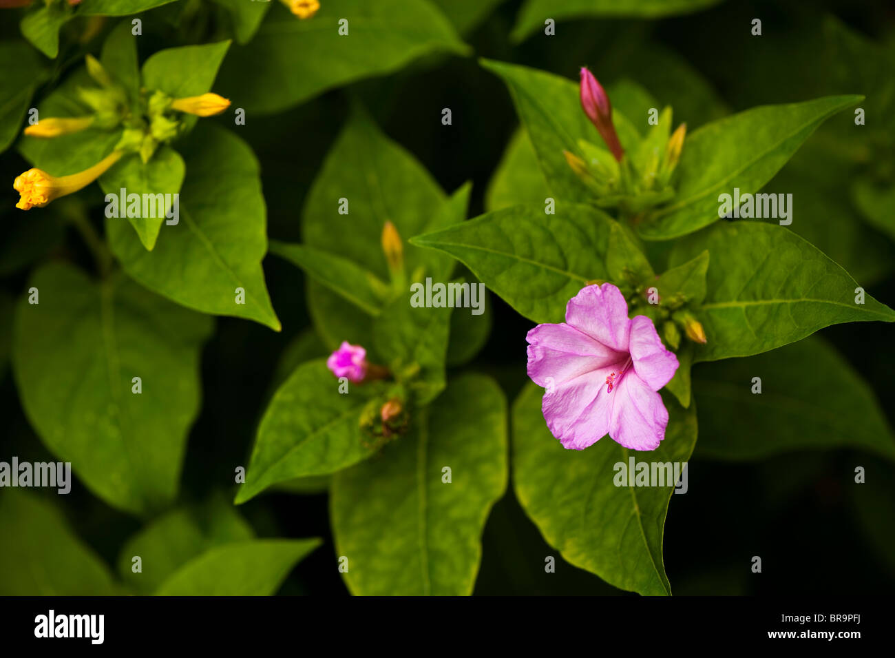 Falso jalap immagini e fotografie stock ad alta risoluzione - Alamy