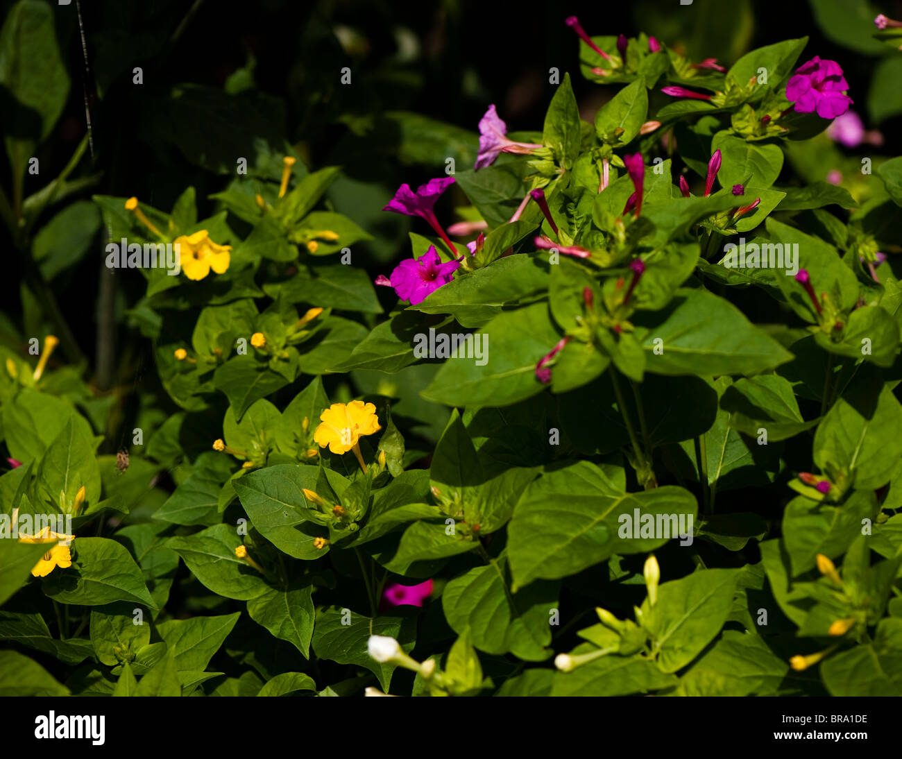 Falso jalap immagini e fotografie stock ad alta risoluzione - Alamy
