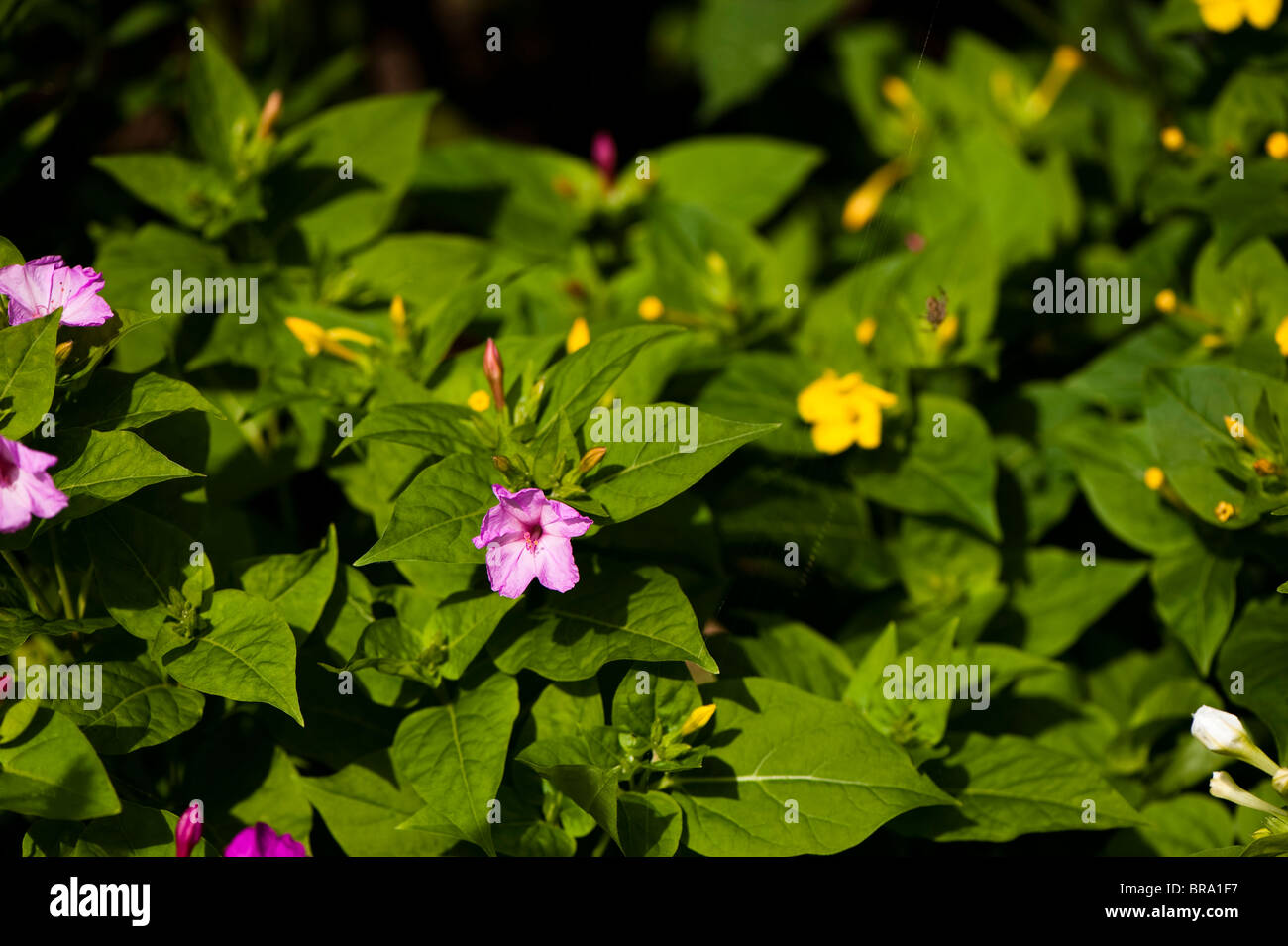Falso jalap immagini e fotografie stock ad alta risoluzione - Alamy
