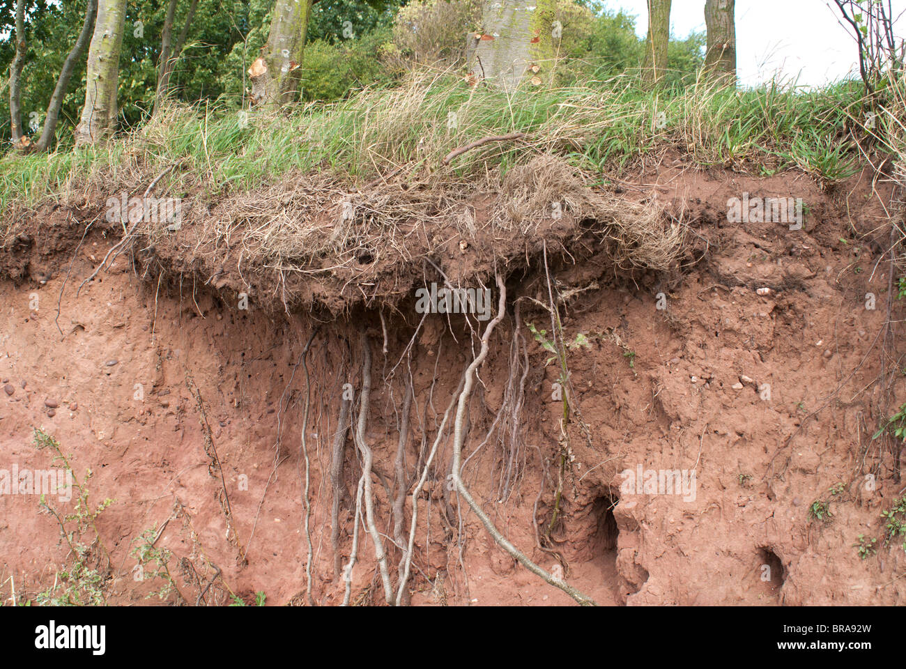 Radici degli alberi sottoterra immagini e fotografie stock ad alta ...