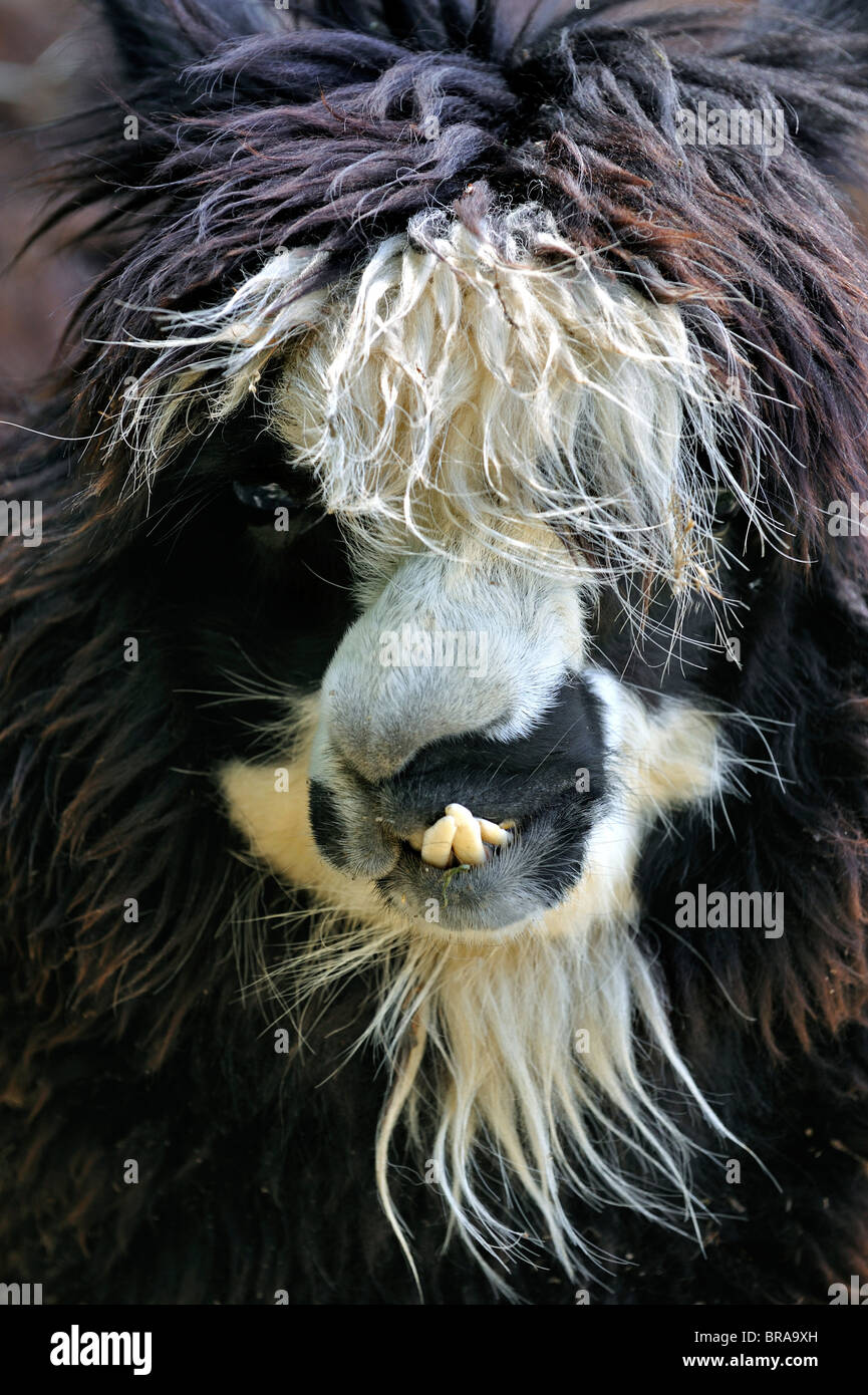 Lama teeth immagini e fotografie stock ad alta risoluzione - Alamy