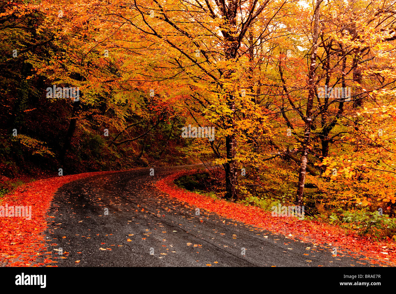 Paesaggio autunnale con una bella strada con alberi colorati Foto stock ...