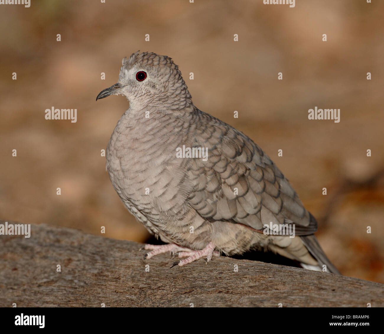 Scardafella inca immagini e fotografie stock ad alta risoluzione - Alamy