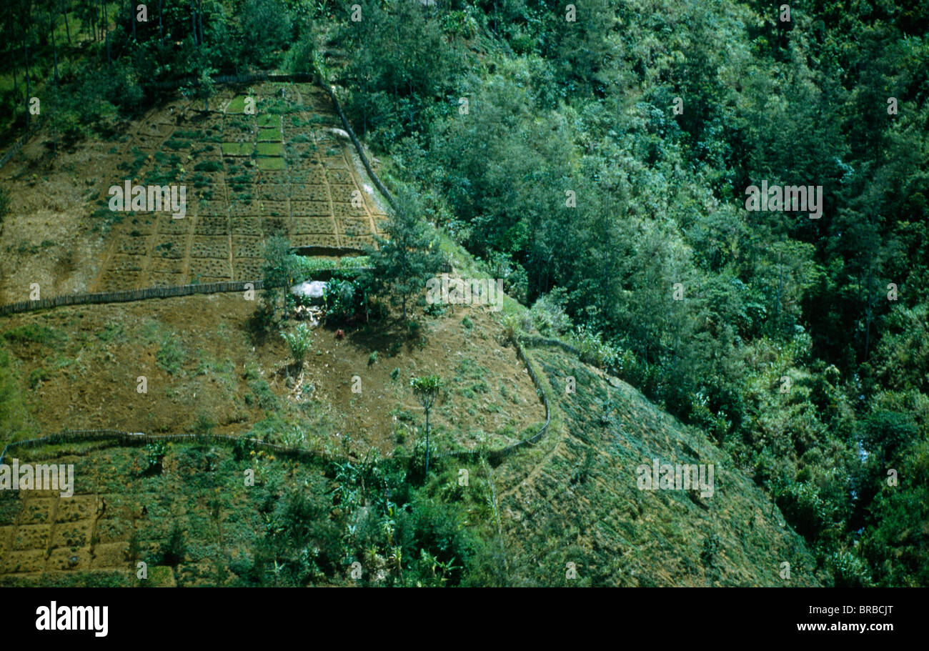 Foresta alberi png immagini e fotografie stock ad alta risoluzione - Alamy