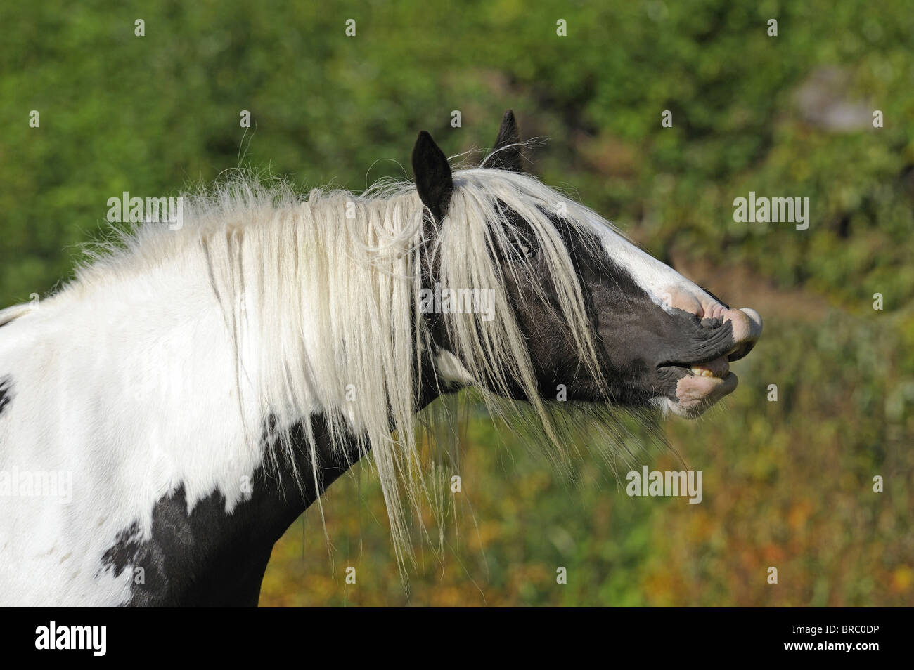 Il Cavallo Era Immagini e Fotos Stock - Alamy