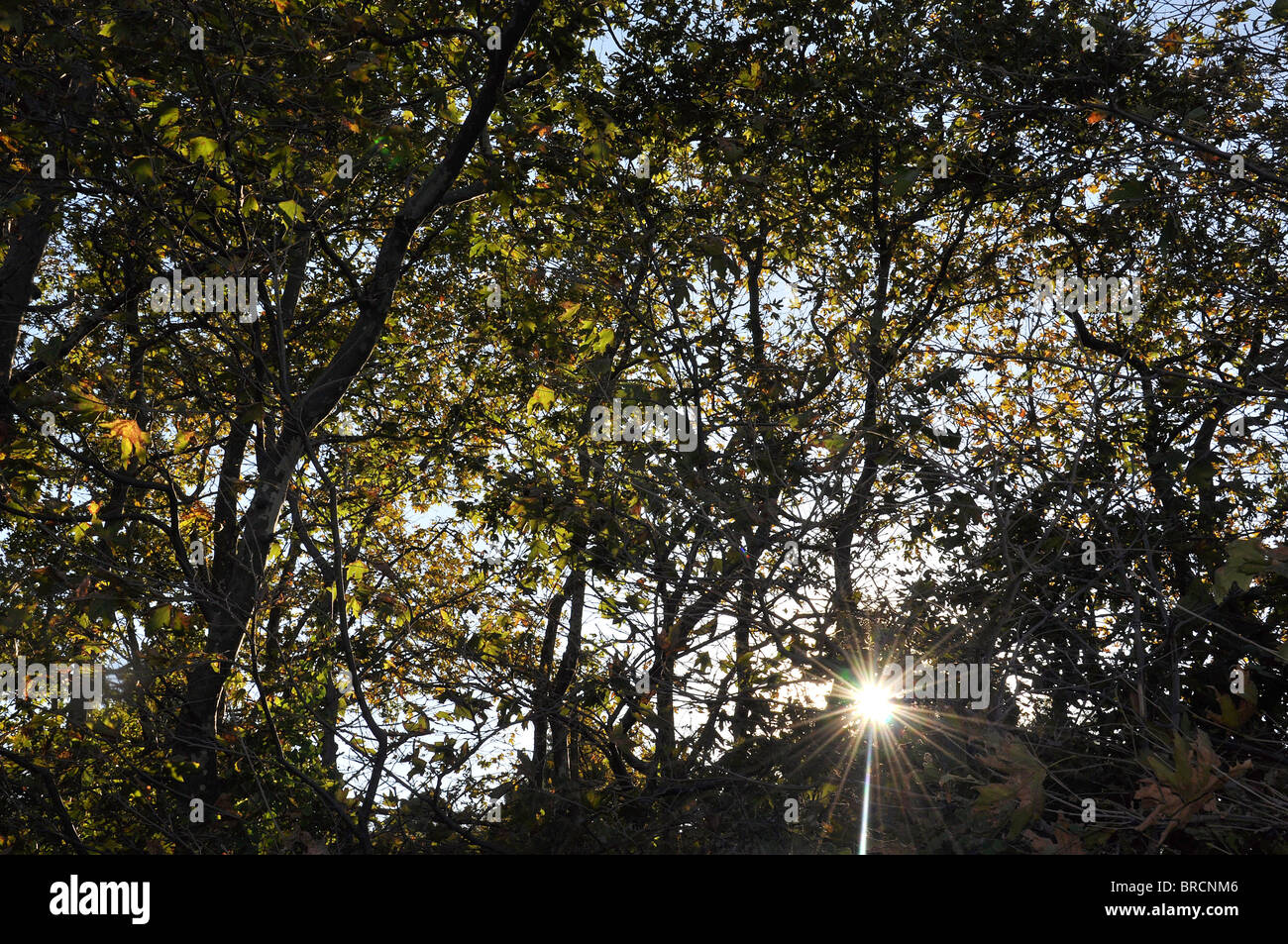 Foresta che splende il sole immagini e fotografie stock ad alta ...