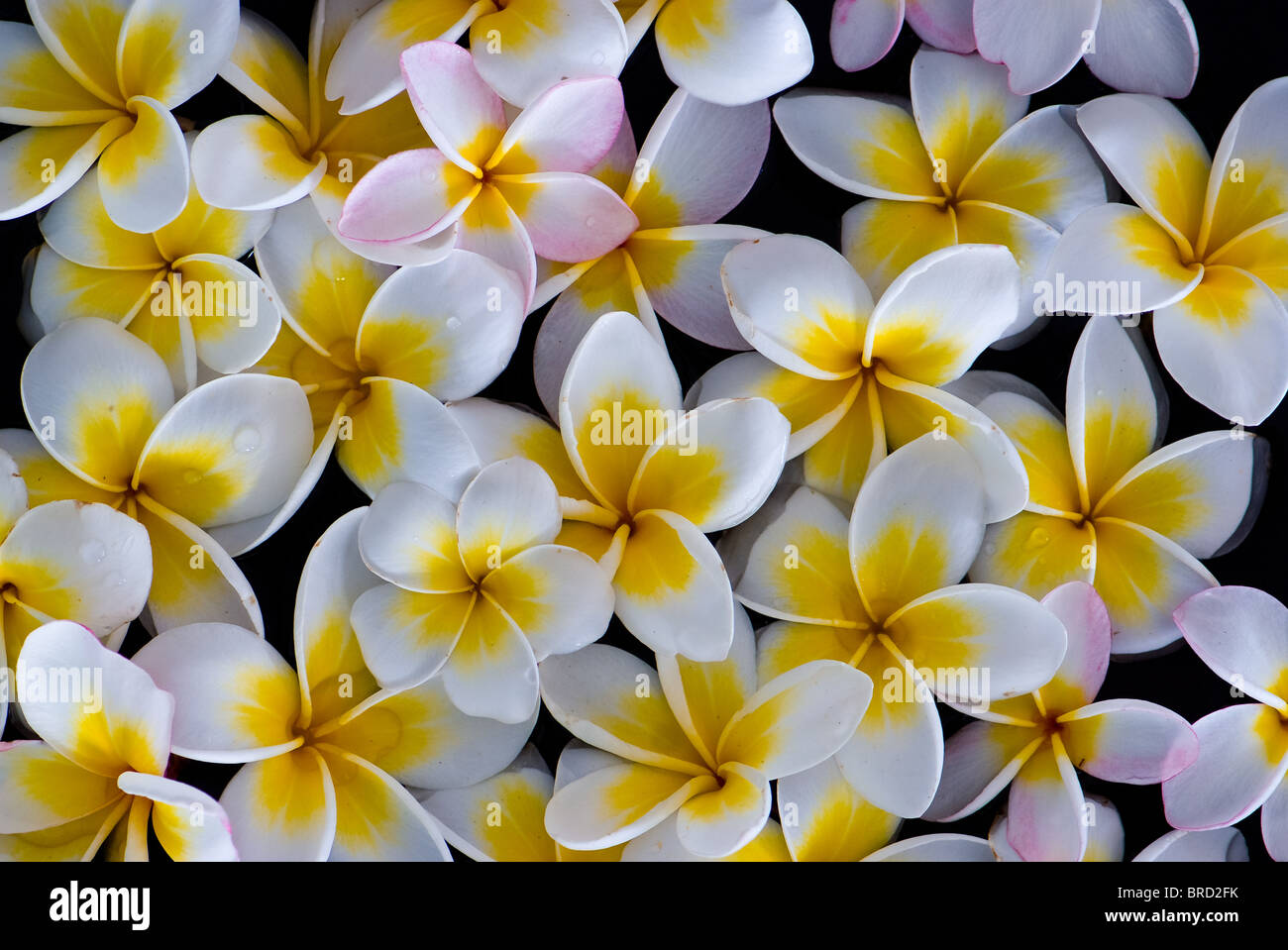 Fiori gialli di frangipane immagini e fotografie stock ad alta ...