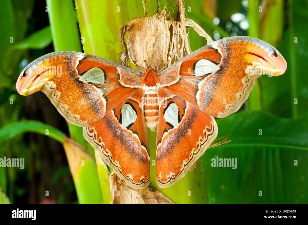 Falena gigante immagini e fotografie stock ad alta risoluzione - Alamy
