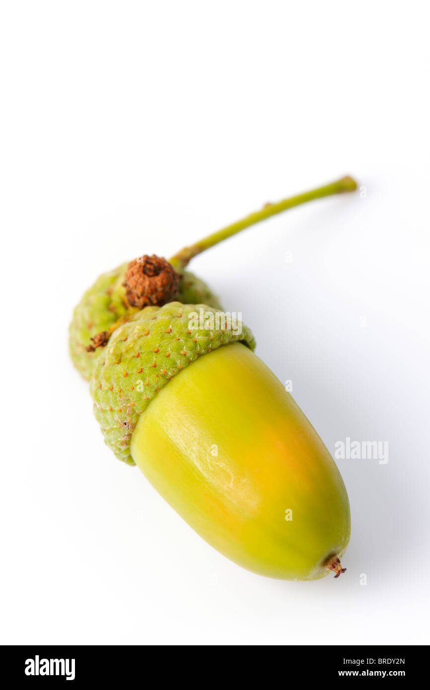 Piccola ghianda immagini e fotografie stock ad alta risoluzione - Alamy