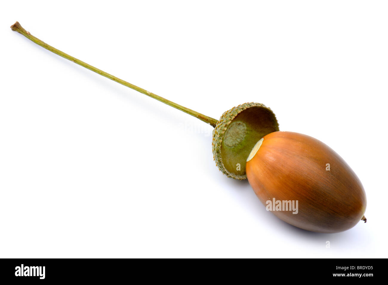 Piccola ghianda immagini e fotografie stock ad alta risoluzione - Alamy