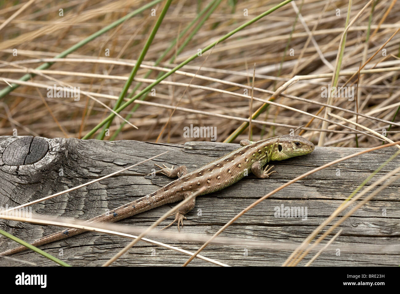 Lucertola terrestre immagini e fotografie stock ad alta risoluzione - Alamy