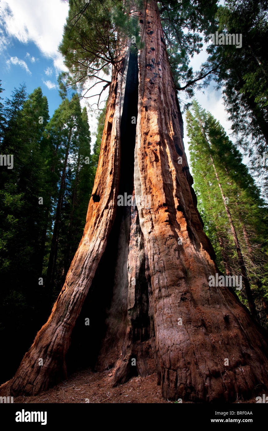 Boole tree immagini e fotografie stock ad alta risoluzione - Alamy