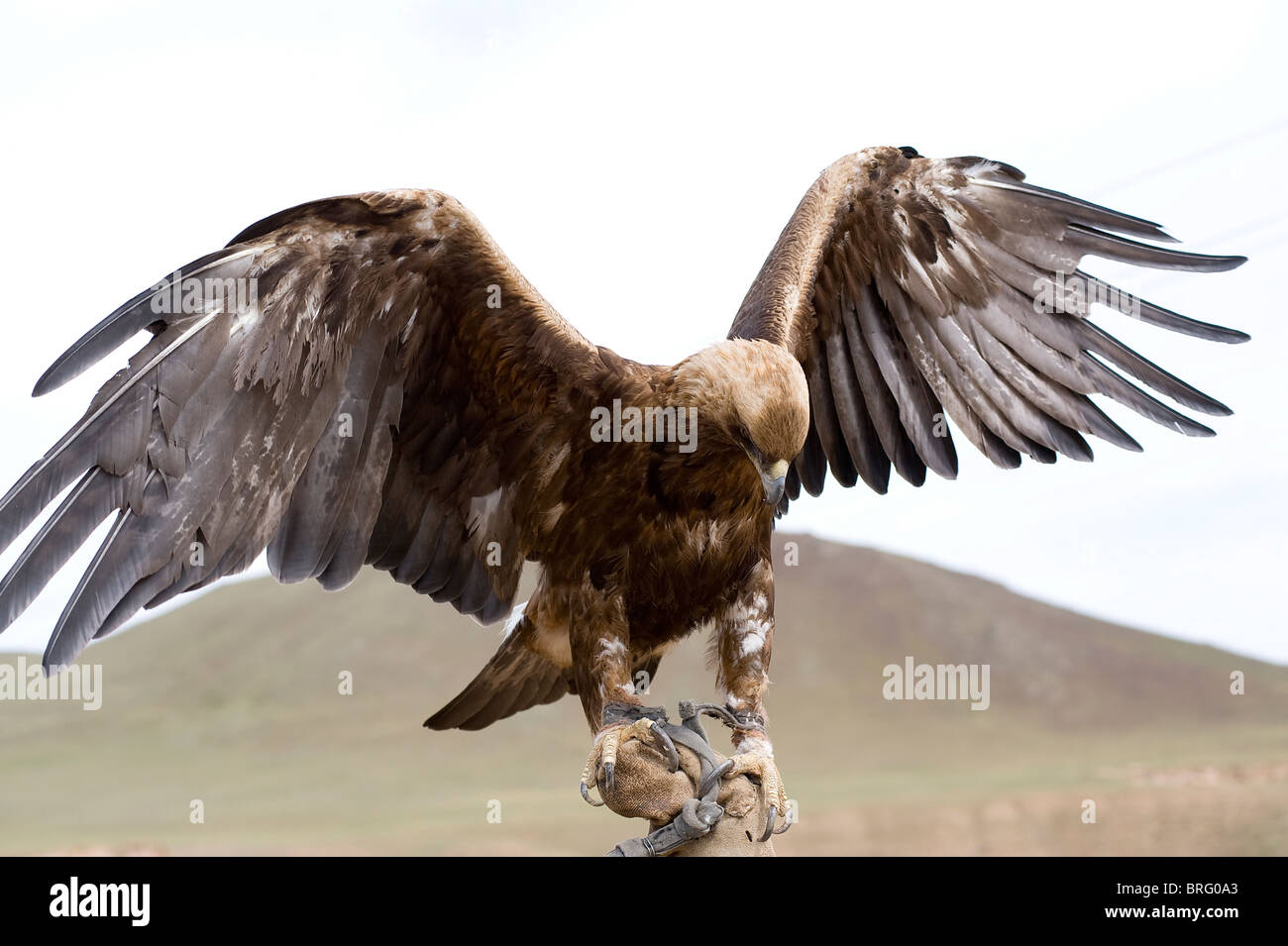 Aquila reale con ali spiegate immagini e fotografie stock ad alta ...
