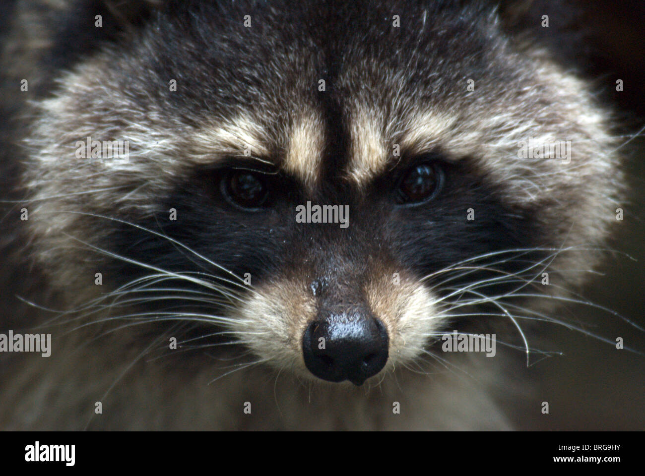Procione testa immagini e fotografie stock ad alta risoluzione - Alamy