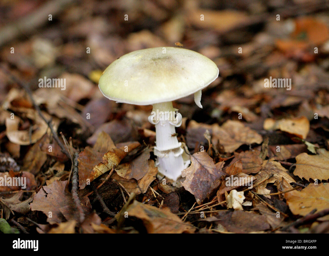Amanita phalloides immagini e fotografie stock ad alta risoluzione - Alamy