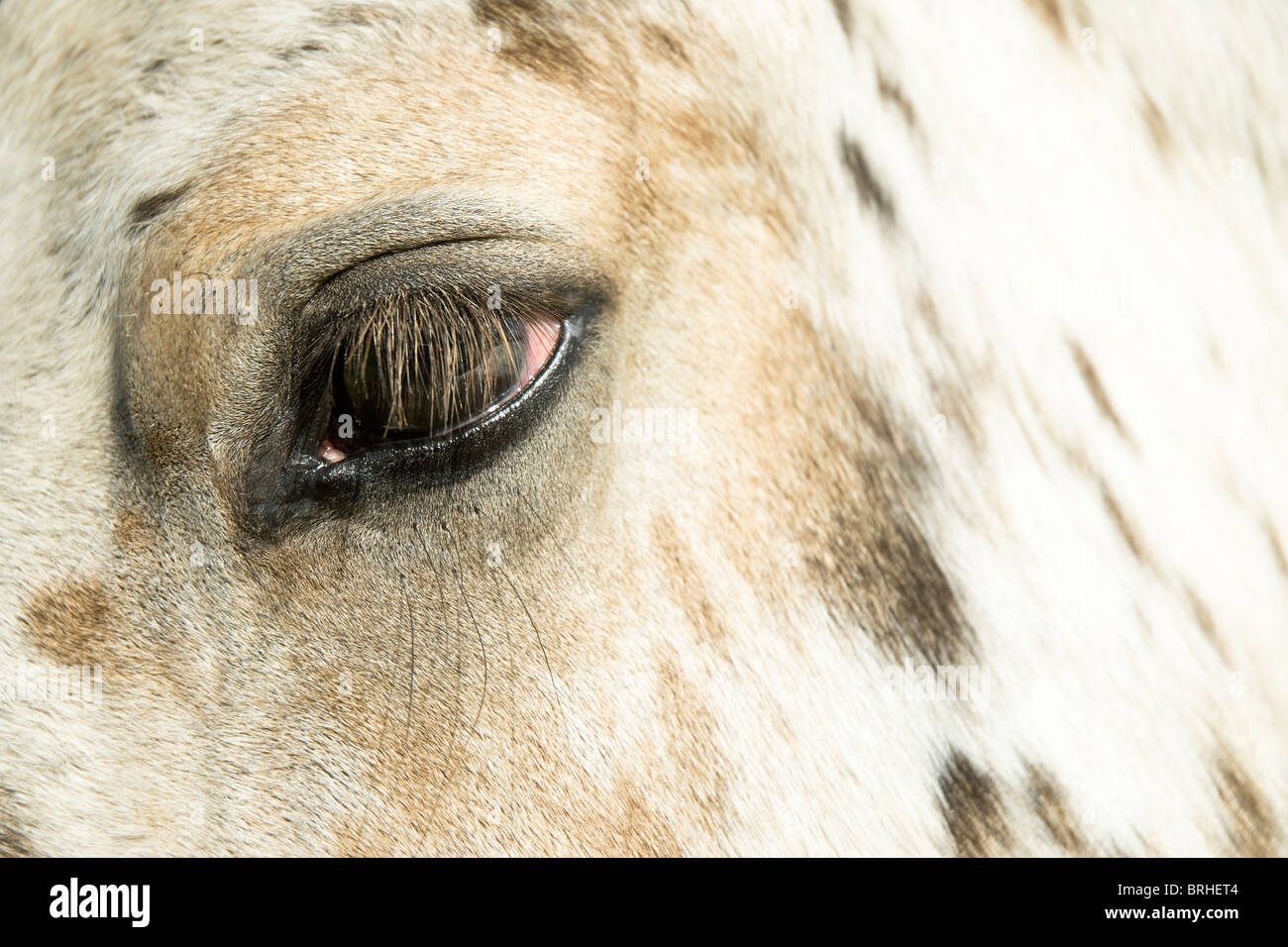 Cavallo stallone immagini e fotografie stock ad alta risoluzione - Alamy