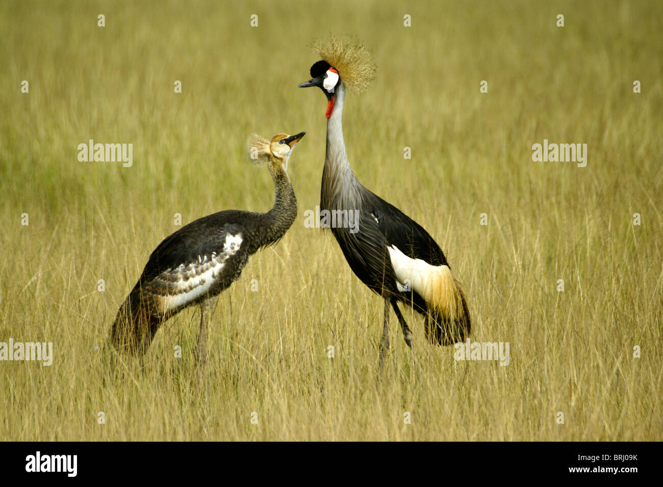 Gru coronata grigia o gru incoronata africana immagini e fotografie ...