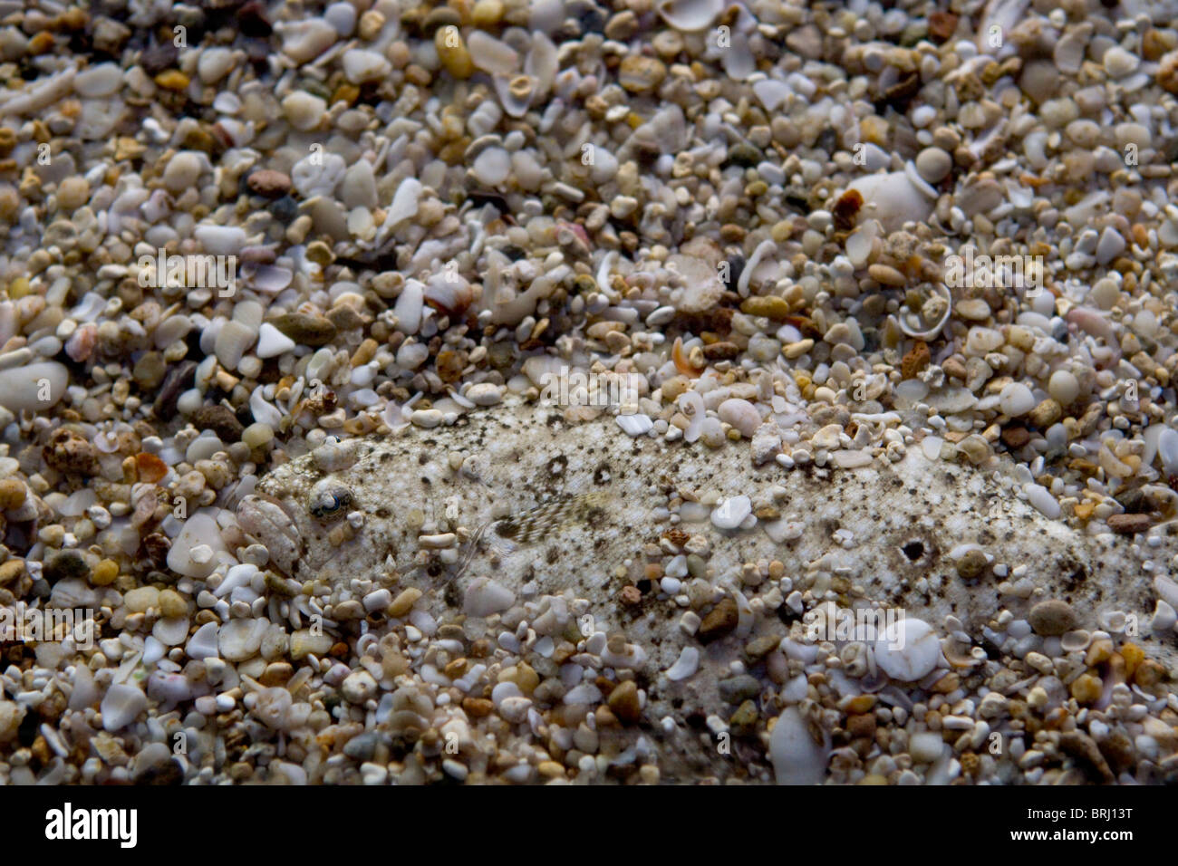 Pesce passera immagini e fotografie stock ad alta risoluzione - Alamy