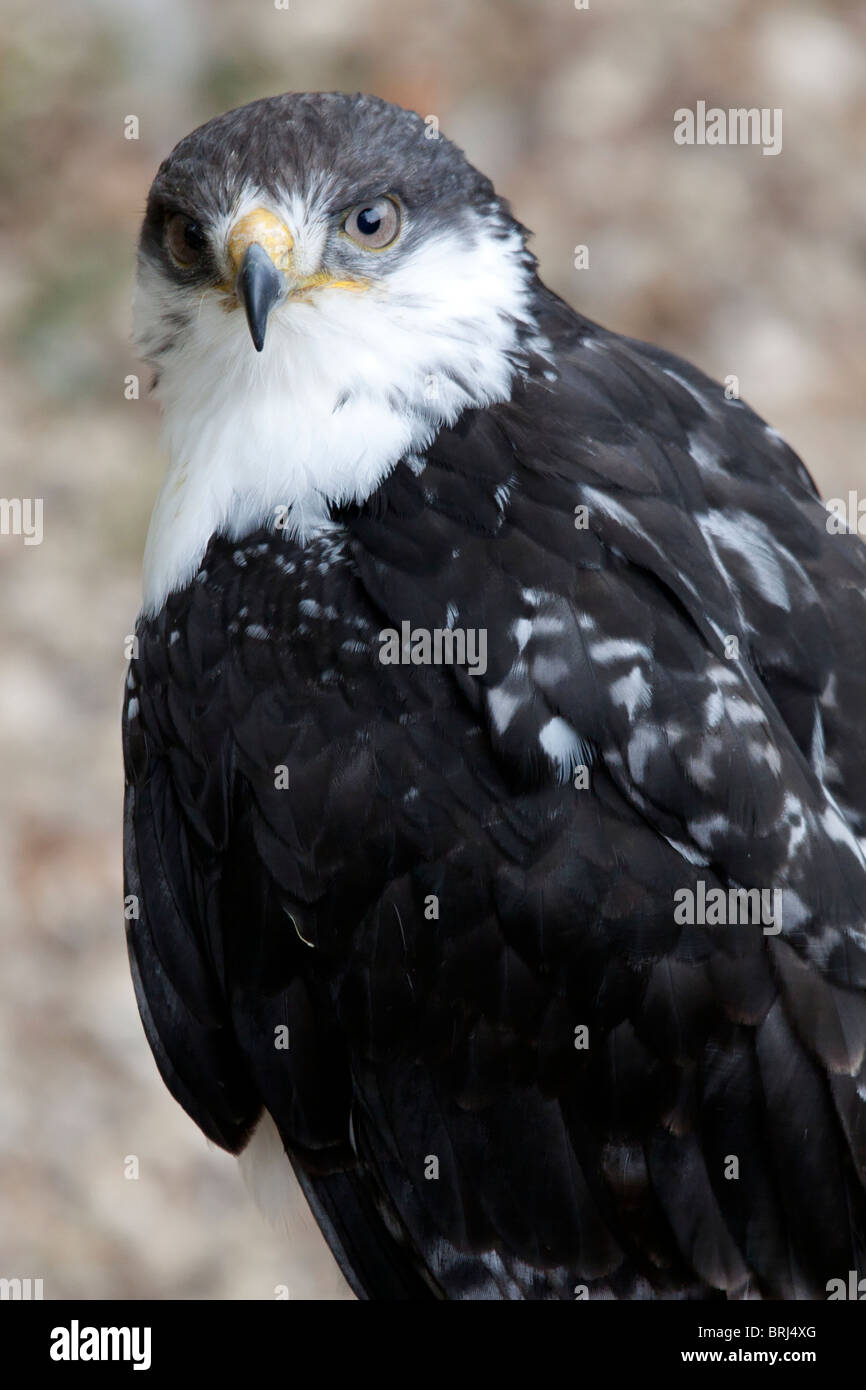 Black hawk eagle immagini e fotografie stock ad alta risoluzione - Alamy