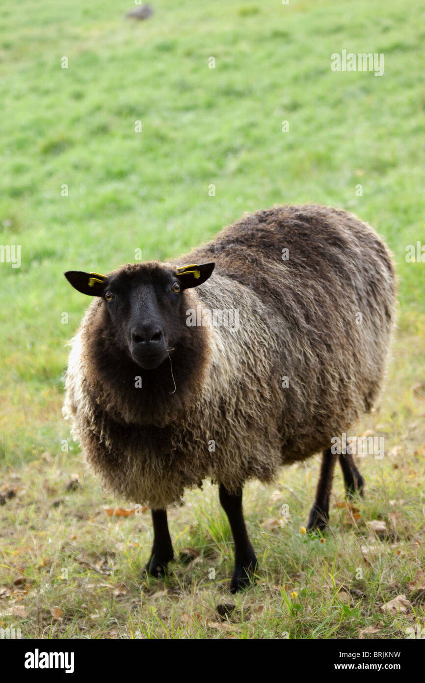 Pecore Affamate Immagini e Fotos Stock - Alamy