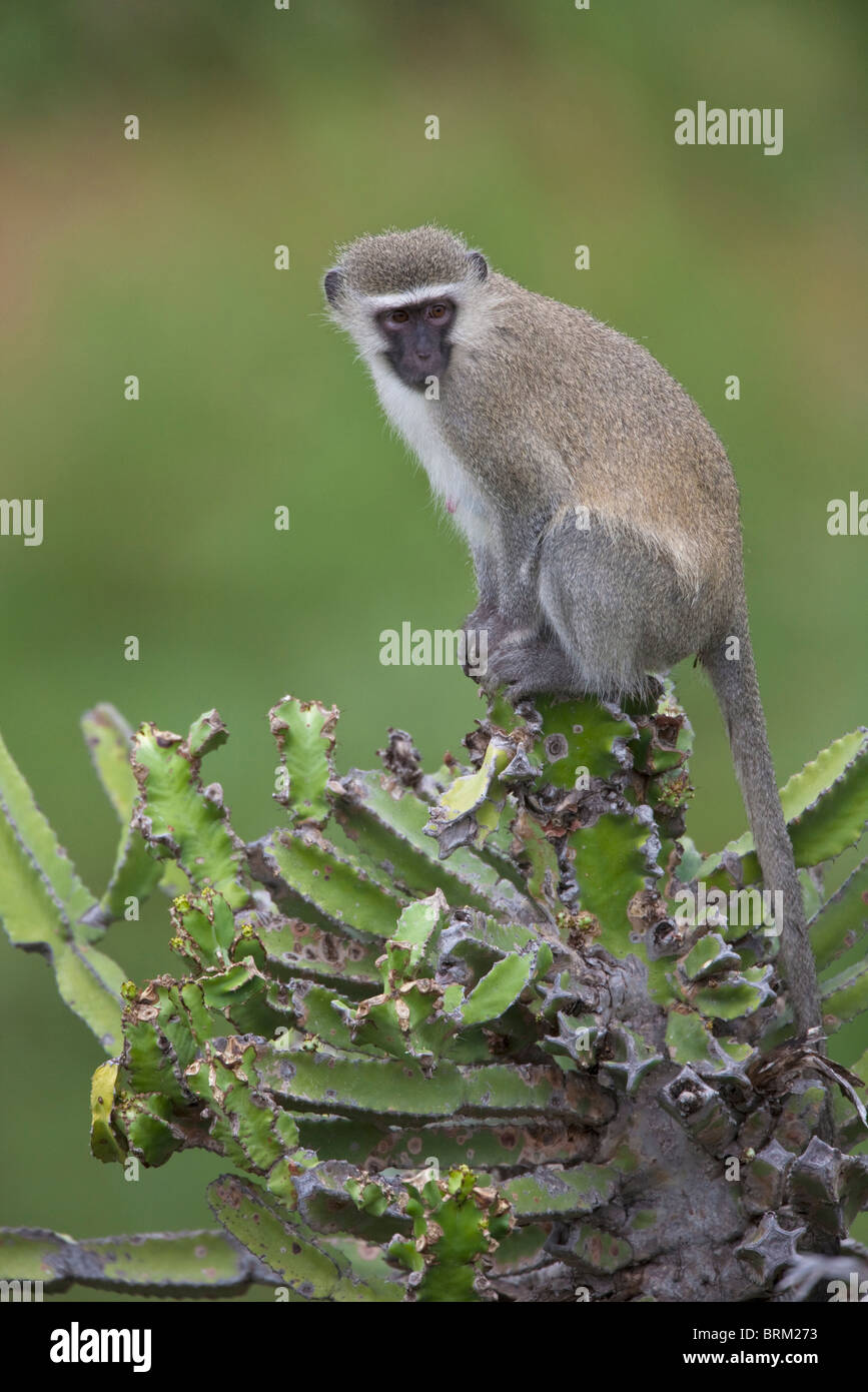 Scimmia vervet verde africana immagini e fotografie stock ad alta ...