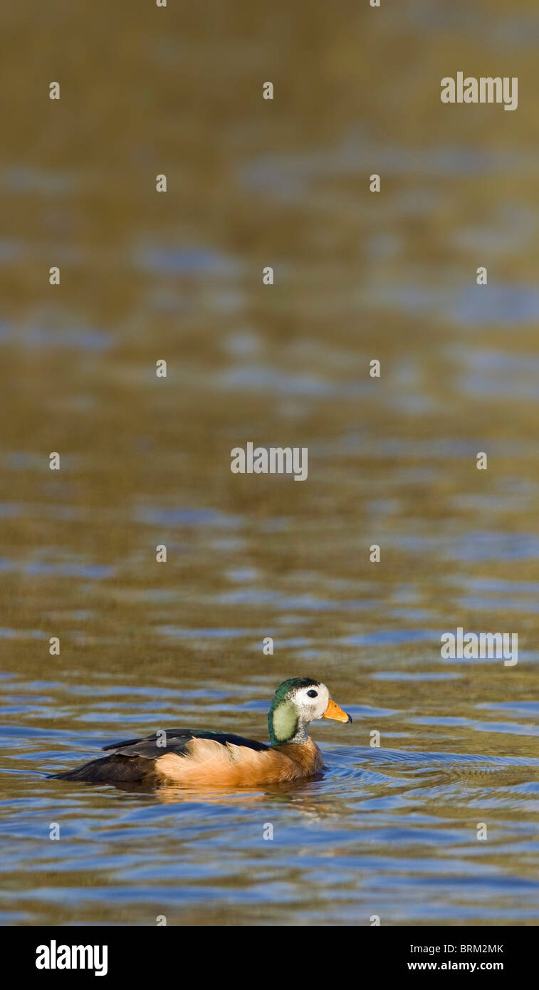African pygmy goose immagini e fotografie stock ad alta risoluzione - Alamy
