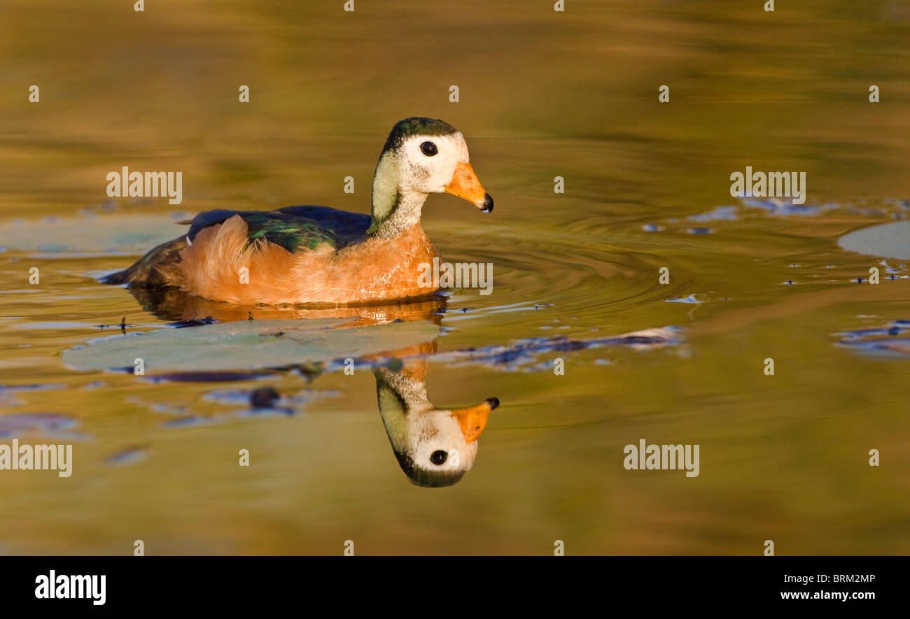 African pygmy goose immagini e fotografie stock ad alta risoluzione - Alamy