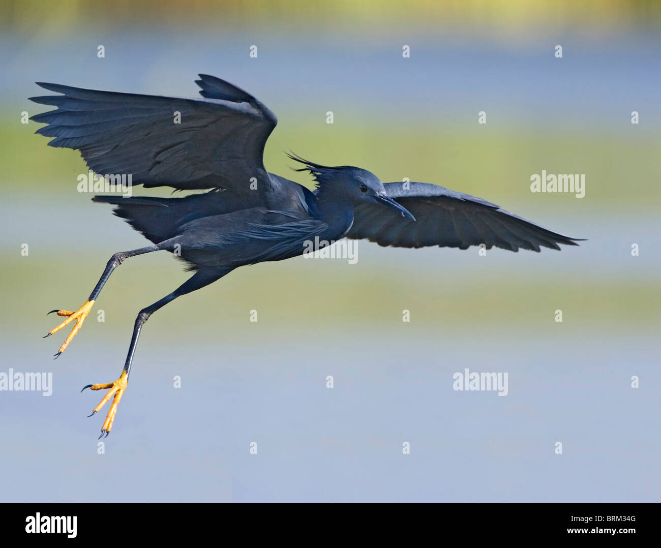 Airone nero immagini e fotografie stock ad alta risoluzione - Alamy