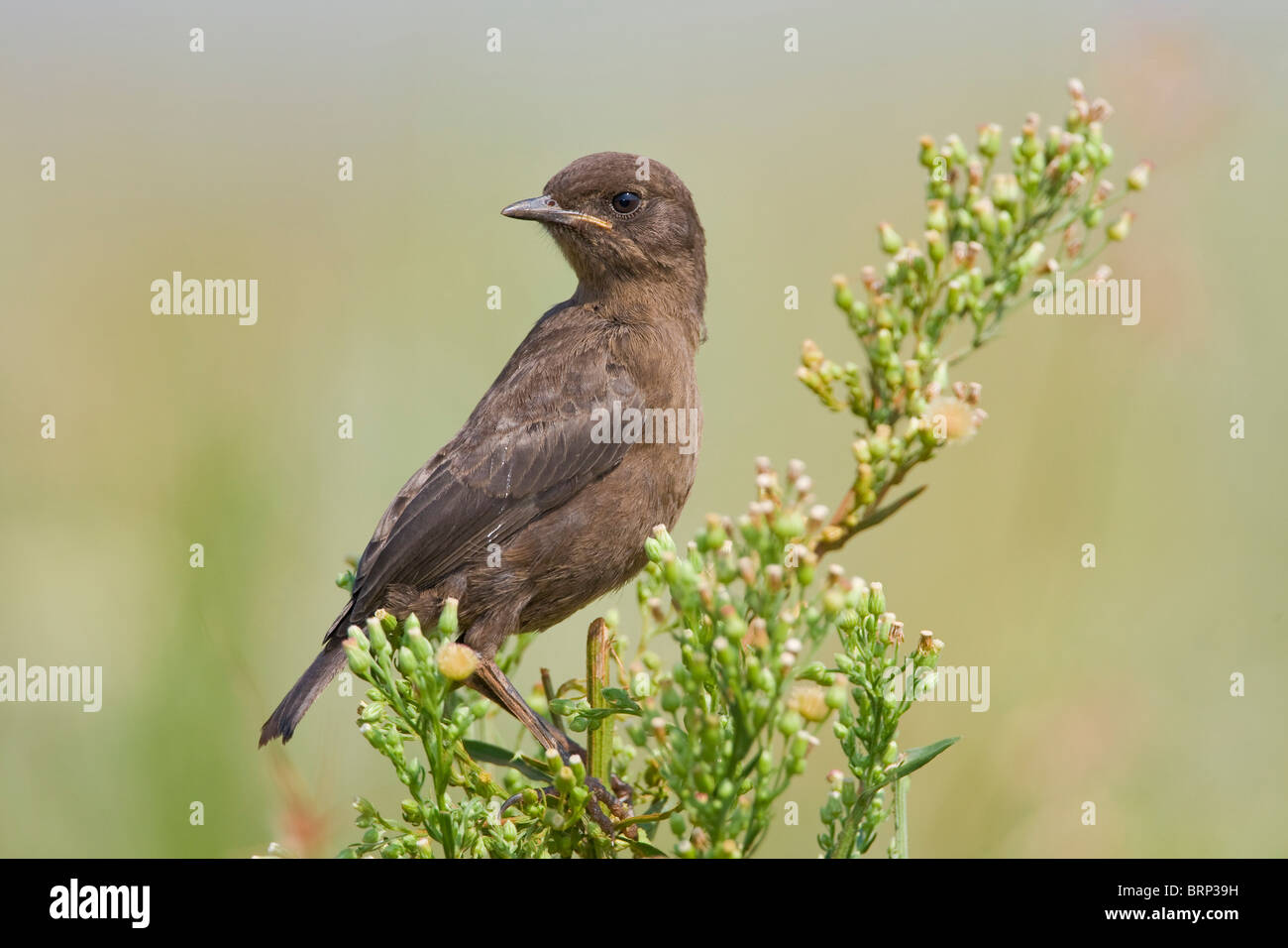 Trasformato in chat immagini e fotografie stock ad alta risoluzione - Alamy