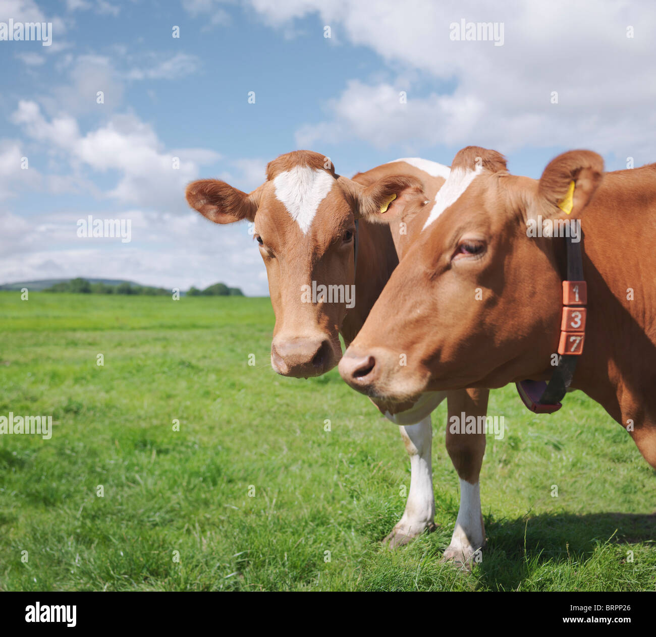 Profilo Delle Mucche Immagini e Fotos Stock - Alamy