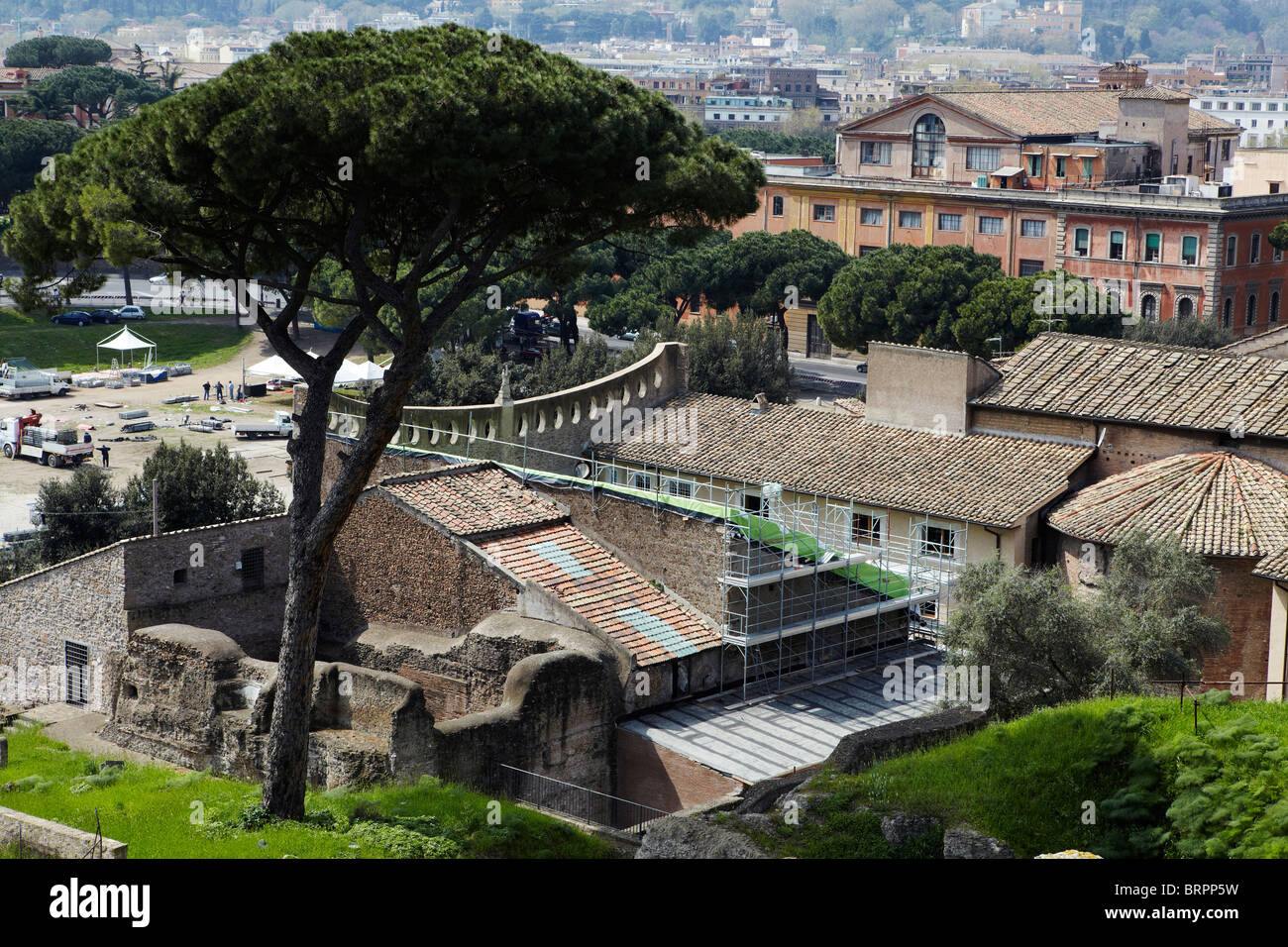 Lapideo italiano Pino (ombrellone pino) ad albero sul colle Palatino ...