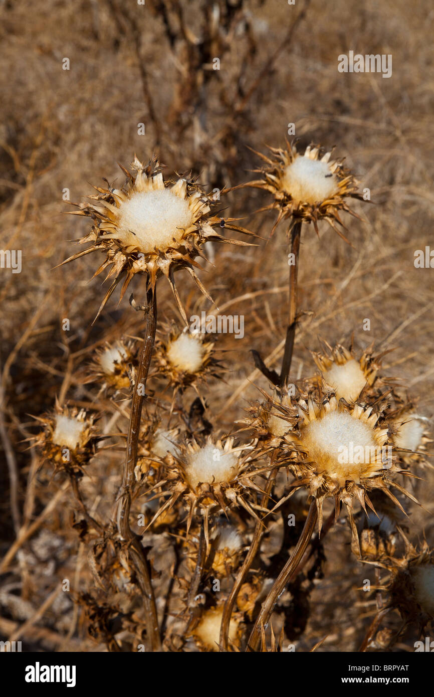Autunno fiore secco cardo selvatico immagini e fotografie stock ad alta ...