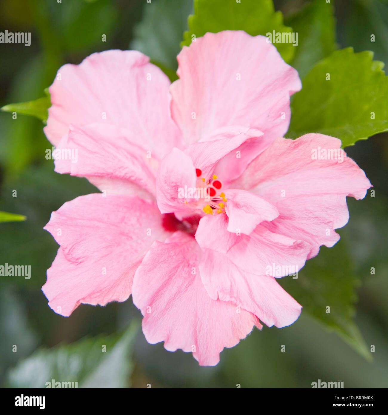 Ibisco tropicale rosa immagini e fotografie stock ad alta risoluzione ...