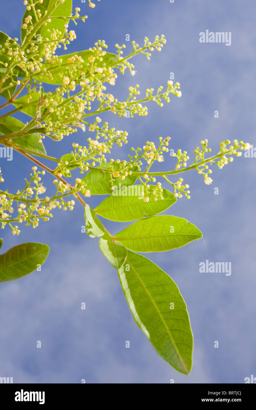 Schinus terebinthifolius immagini e fotografie stock ad alta ...
