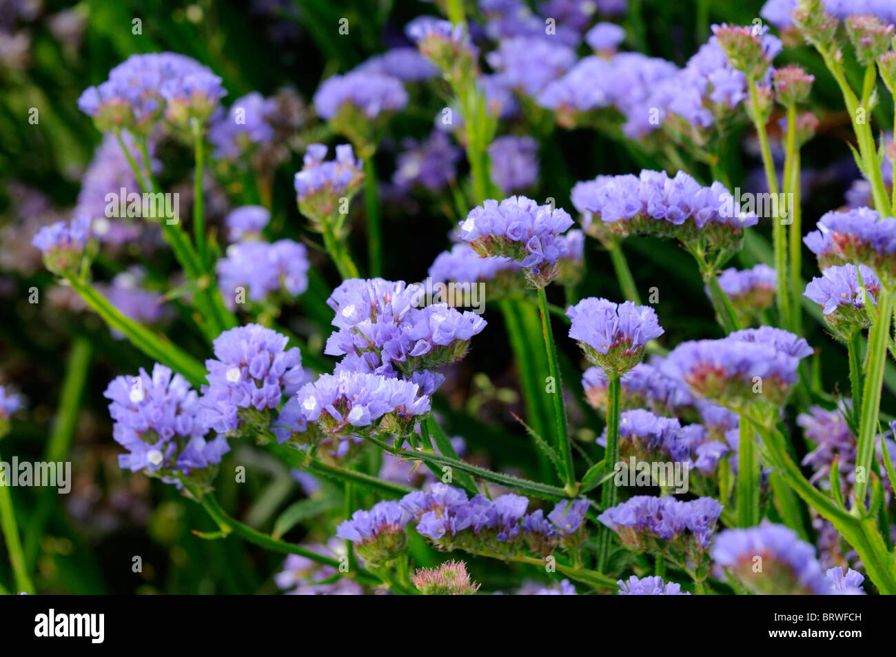 Statice sinuata Sunburst blu pallido Limonium fiori fioriscono blossom ...