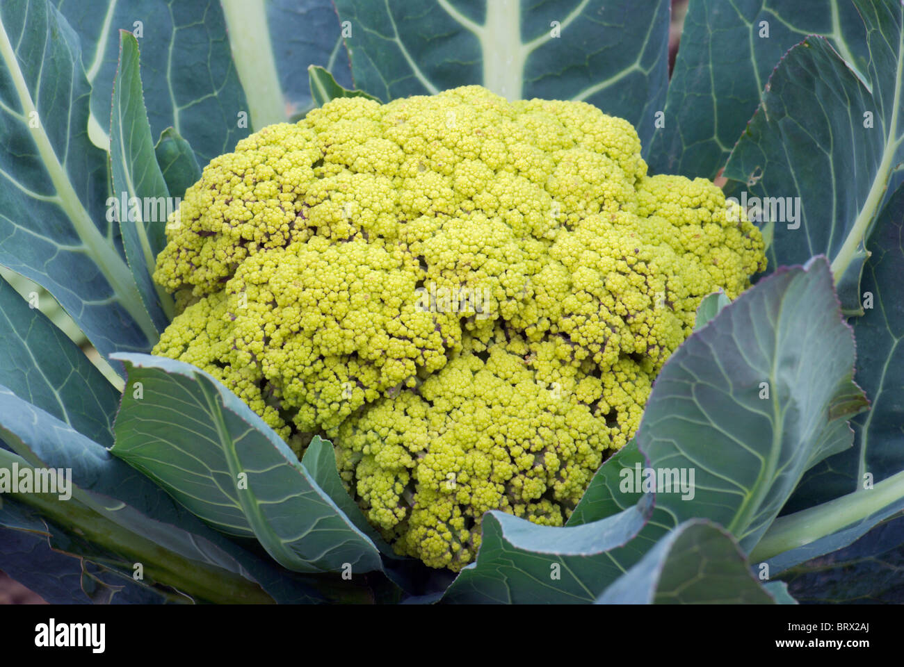 Pianta di cavolfiore immagini e fotografie stock ad alta risoluzione ...