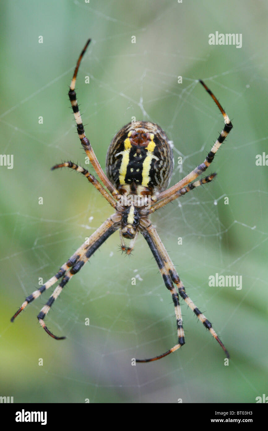 Ragno stella immagini e fotografie stock ad alta risoluzione - Alamy