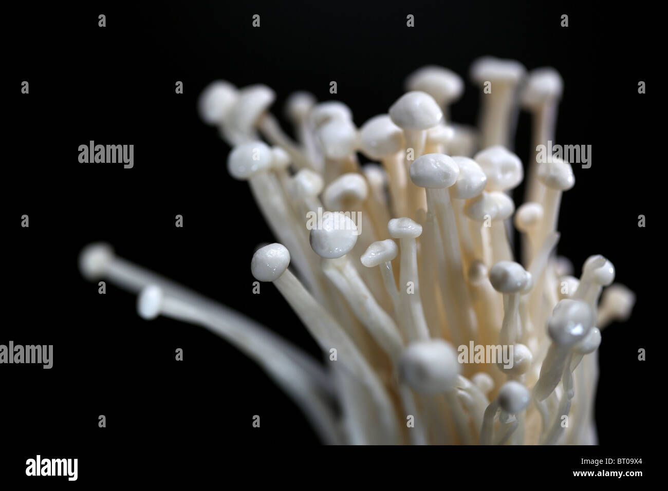 Funghi enoki marroni immagini e fotografie stock ad alta risoluzione ...