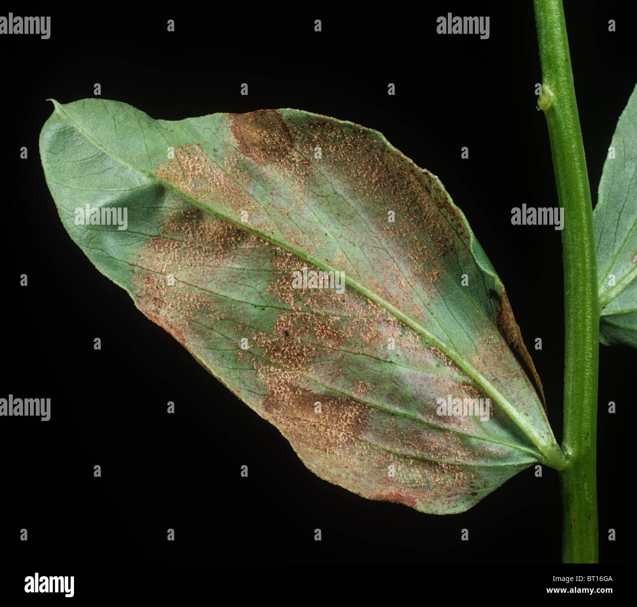 Malattia della peronospora immagini e fotografie stock ad alta ...