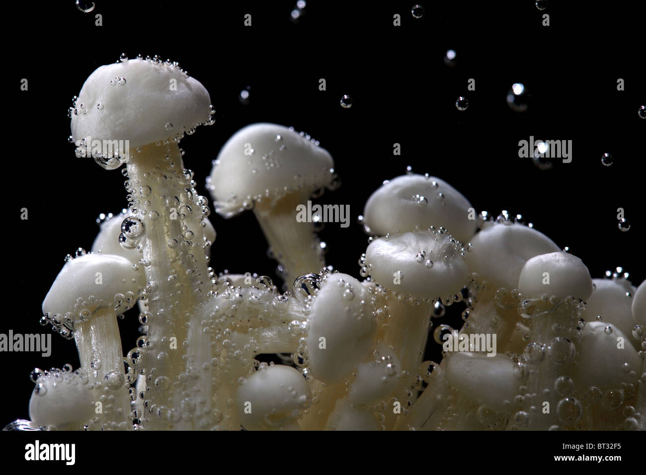 Funghi enoki marroni immagini e fotografie stock ad alta risoluzione ...