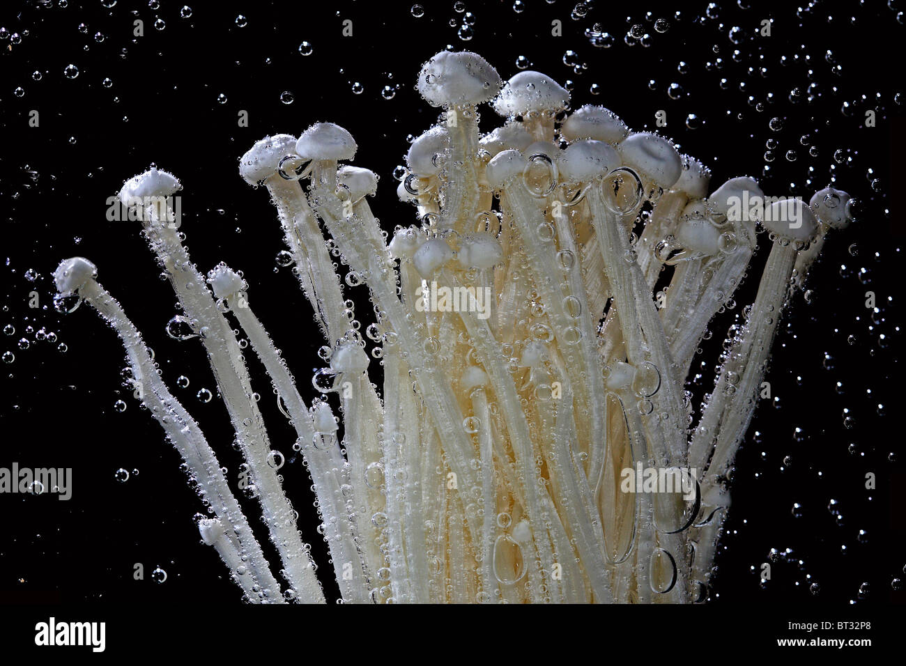 Funghi enoki marroni immagini e fotografie stock ad alta risoluzione ...