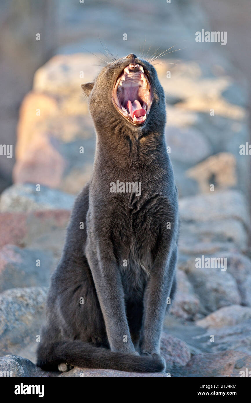 Gatto che sbadiglia immagini e fotografie stock ad alta risoluzione - Alamy