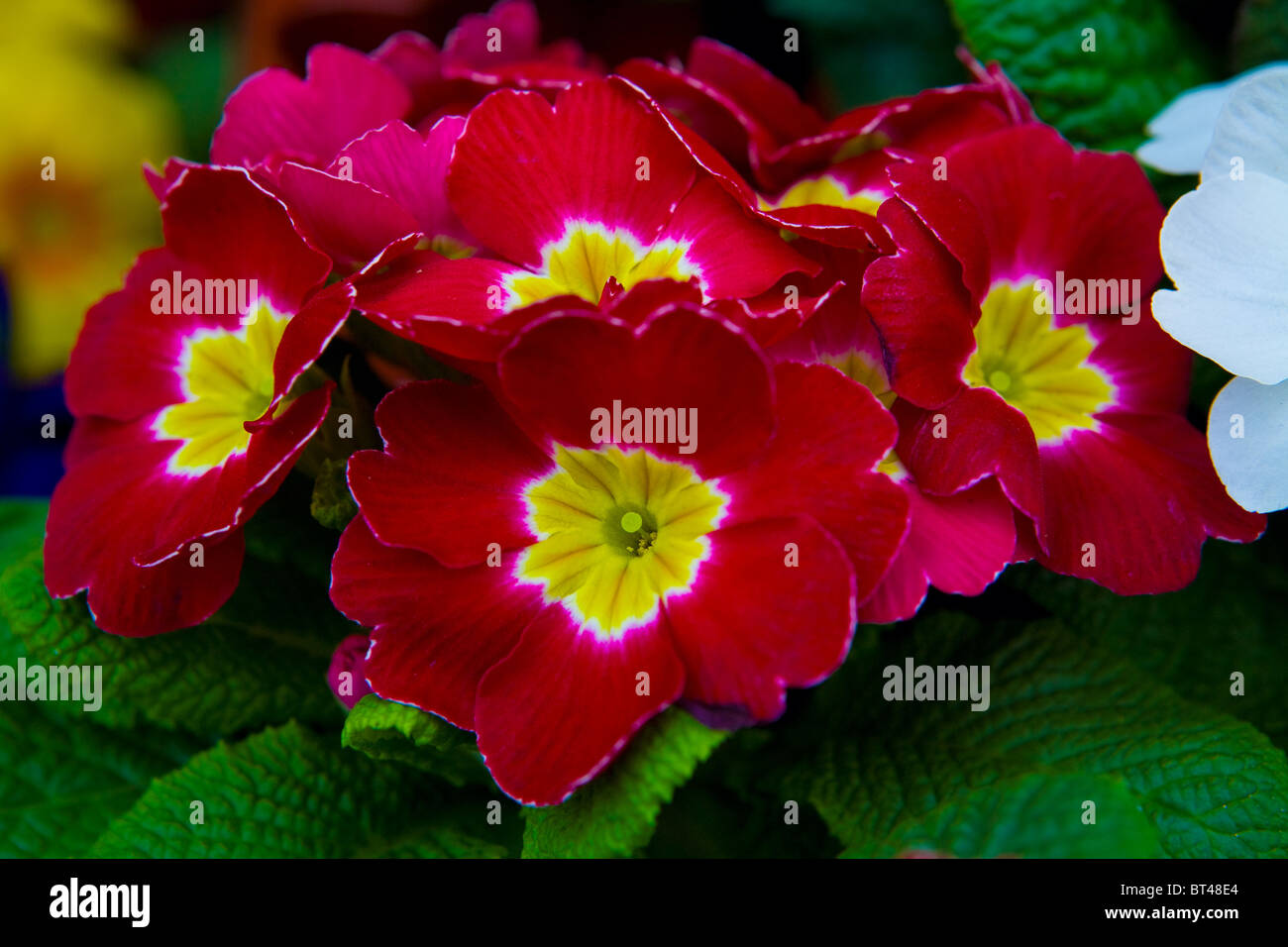 Primula blu e gialla immagini e fotografie stock ad alta risoluzione ...