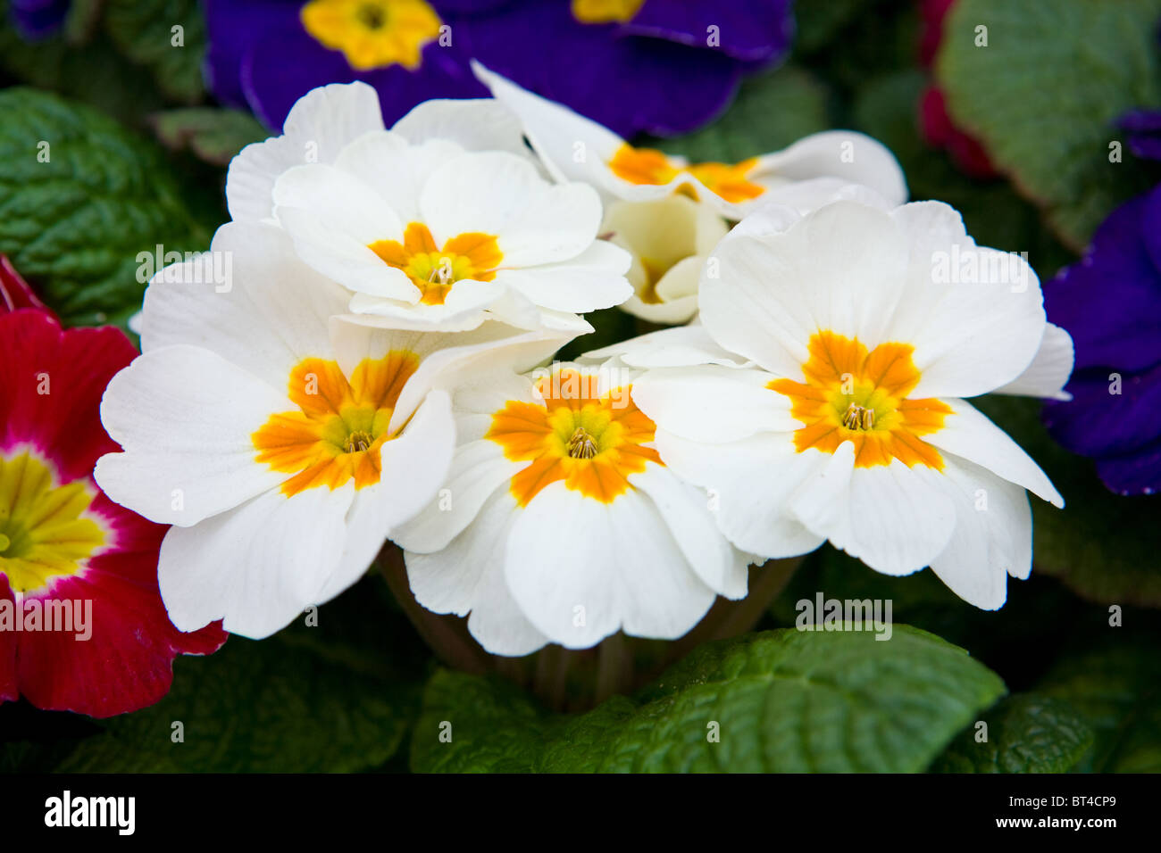 Primula blu e gialla immagini e fotografie stock ad alta risoluzione ...