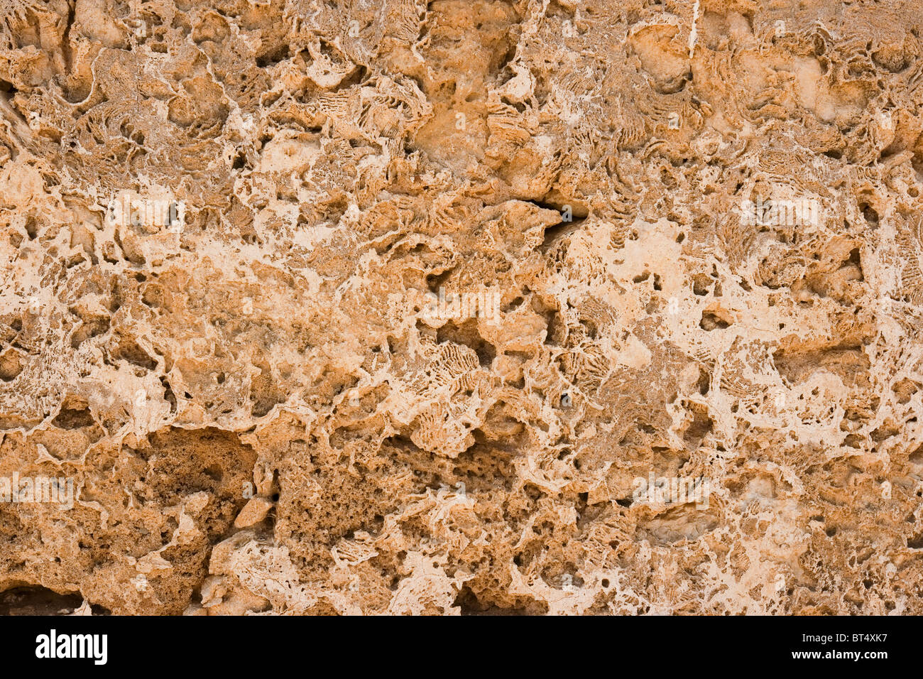 Pietra di coquina immagini e fotografie stock ad alta risoluzione - Alamy