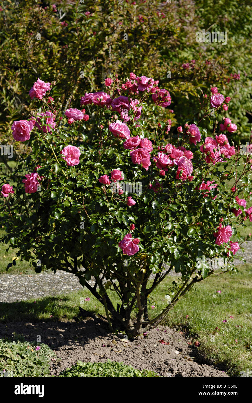 Rose rosa intenso immagini e fotografie stock ad alta risoluzione - Alamy