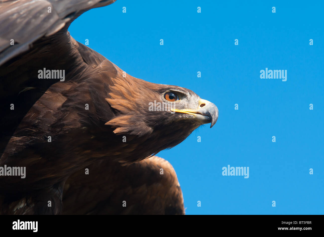 L'ampolla o l'aquila reale immagini e fotografie stock ad alta ...