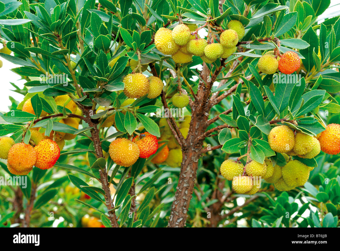 Albero di corbezzolo immagini e fotografie stock ad alta risoluzione ...